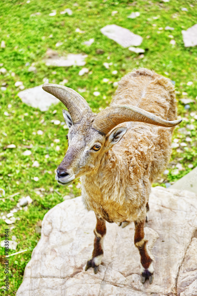Animal Blue sheep. Stock Photo | Adobe Stock