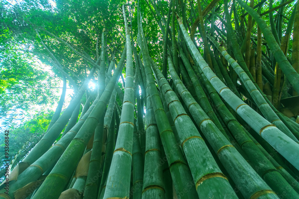 Giant bamboo trees at Peradeniya botanical garden in Sri Lanka Stock ...