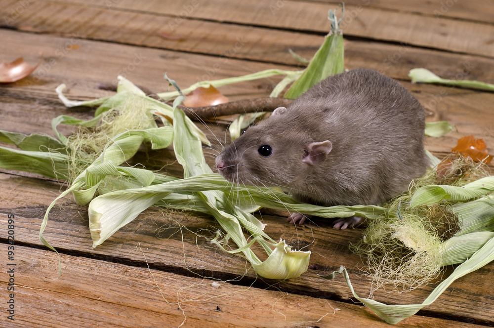 Rat and leaves of corn. Stock Photo | Adobe Stock