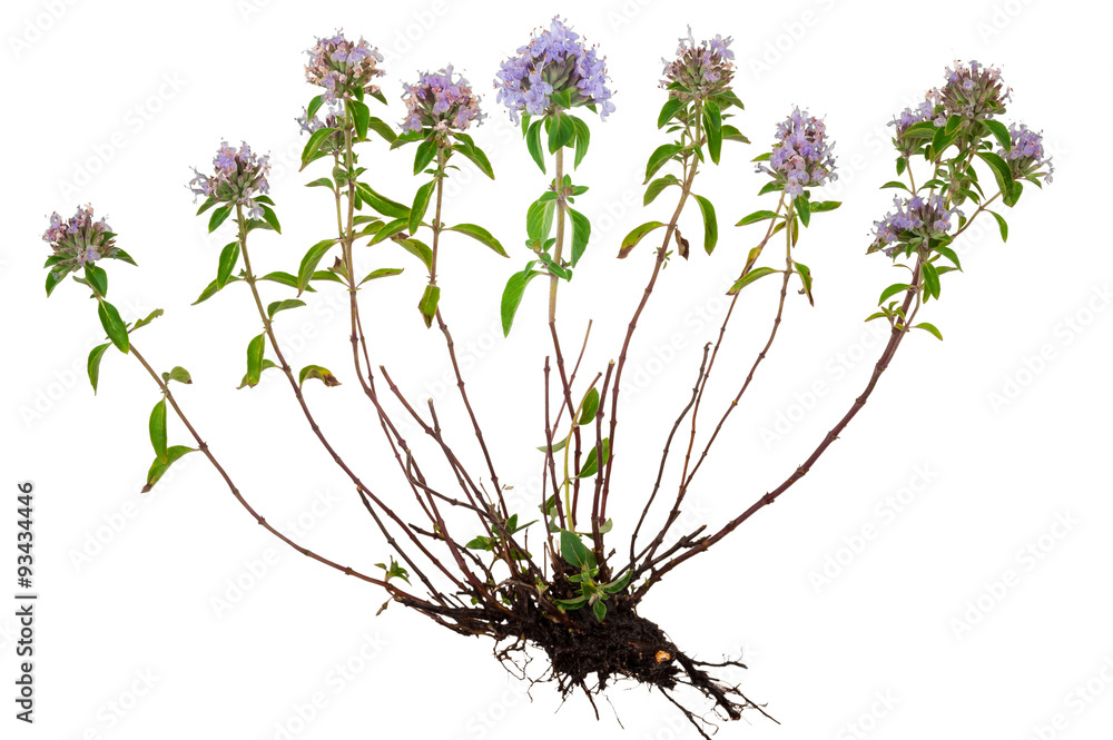 Medicinal plant: Thyme with root Stock Photo | Adobe Stock