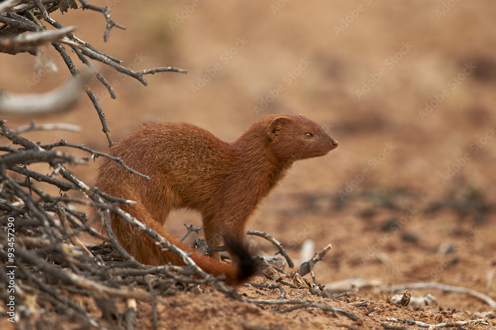 Slender mongoose (Galerella sanguinea), Kgalagadi Transfrontier Park ...