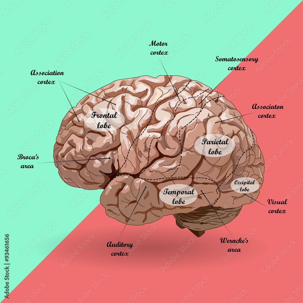 realistic human brain, scheme. no trace Stock Vector | Adobe Stock