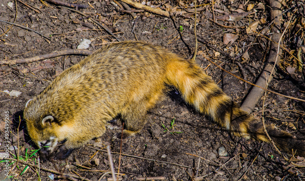 South American coati (Nasua nasua), also known as the ring-tailed coati ...