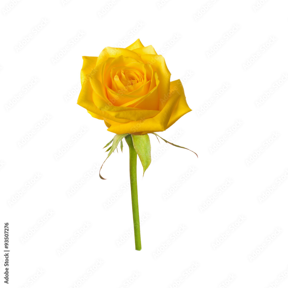 single beautiful yellow rose Stock Photo | Adobe Stock