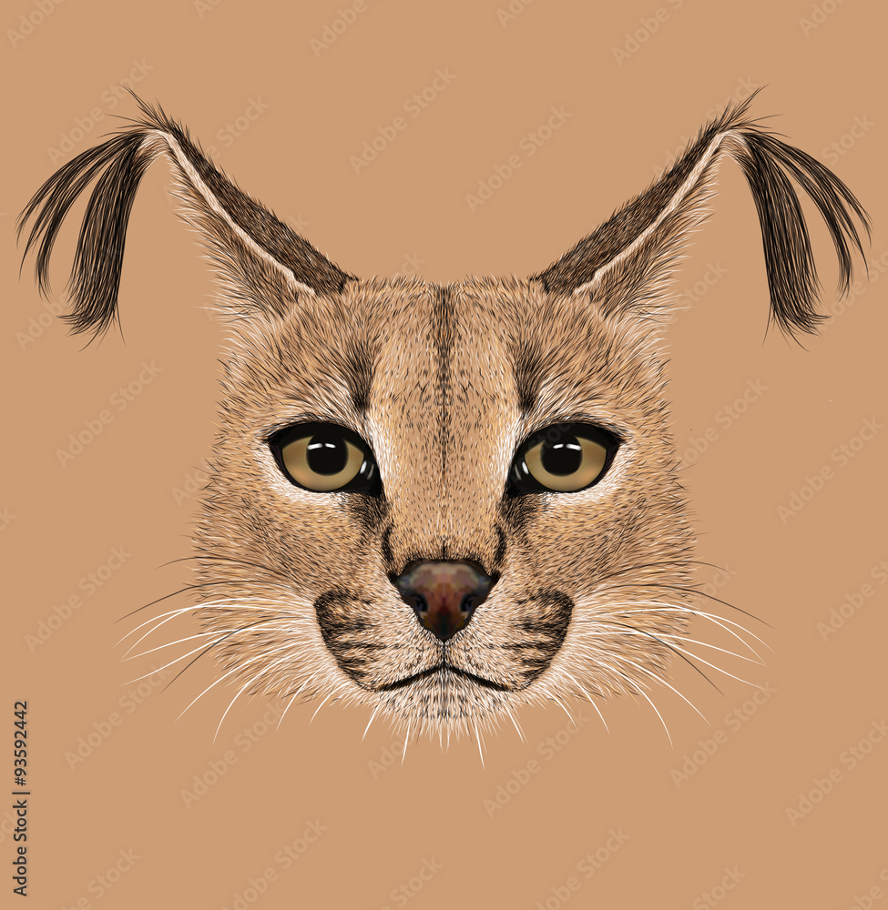 Caracal animal face. Illustrated African lynx cat head portrait ...