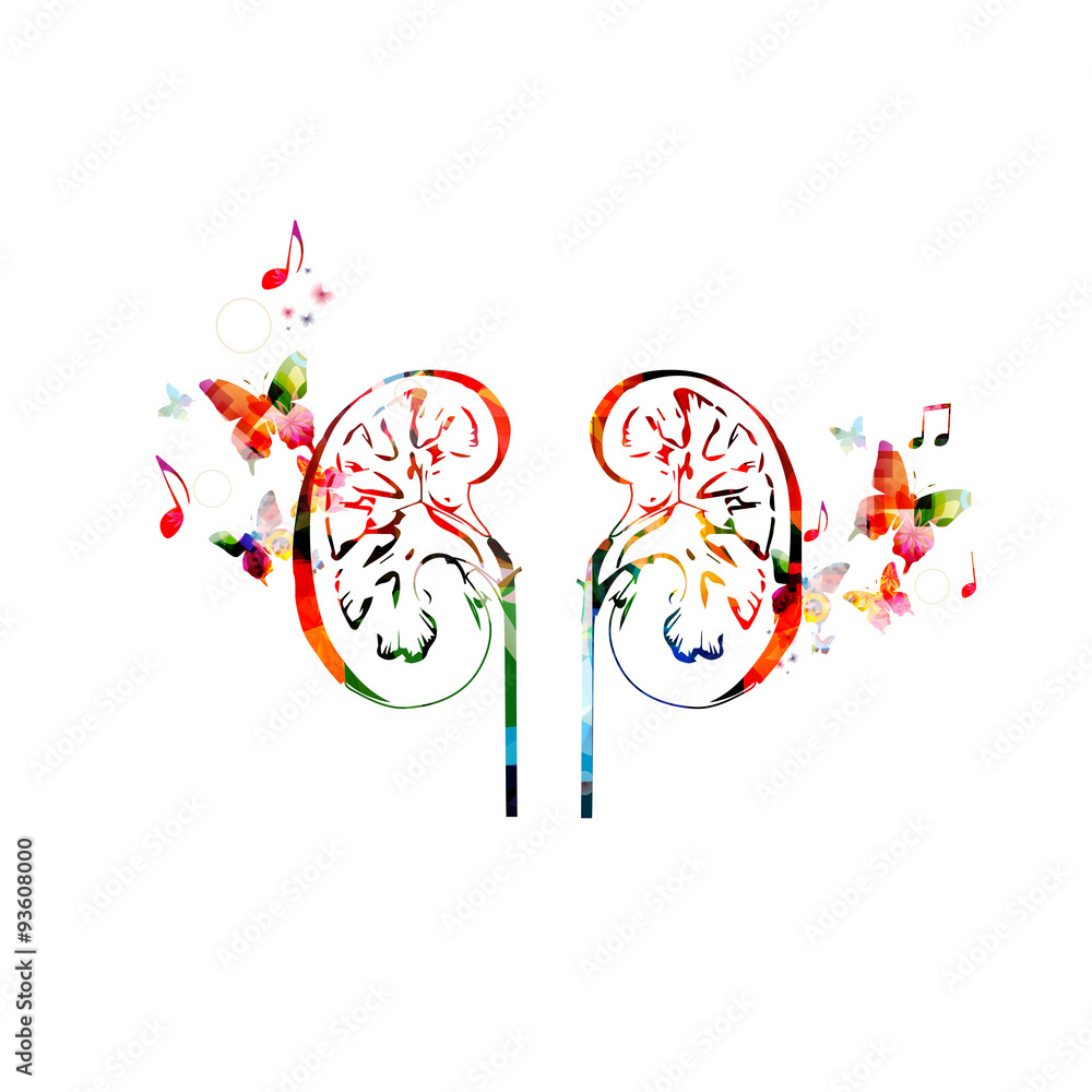 Colorful human kidneys design Stock Vector | Adobe Stock