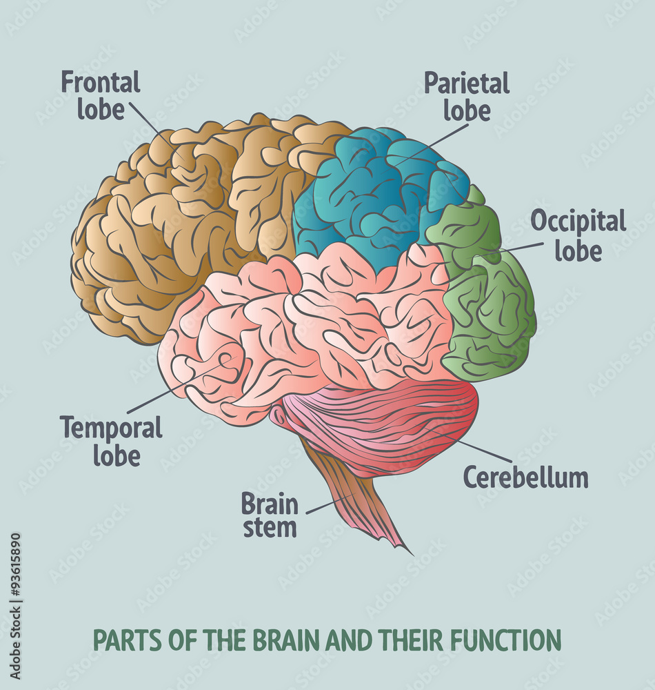 Parts of the human brain Stock Vector | Adobe Stock