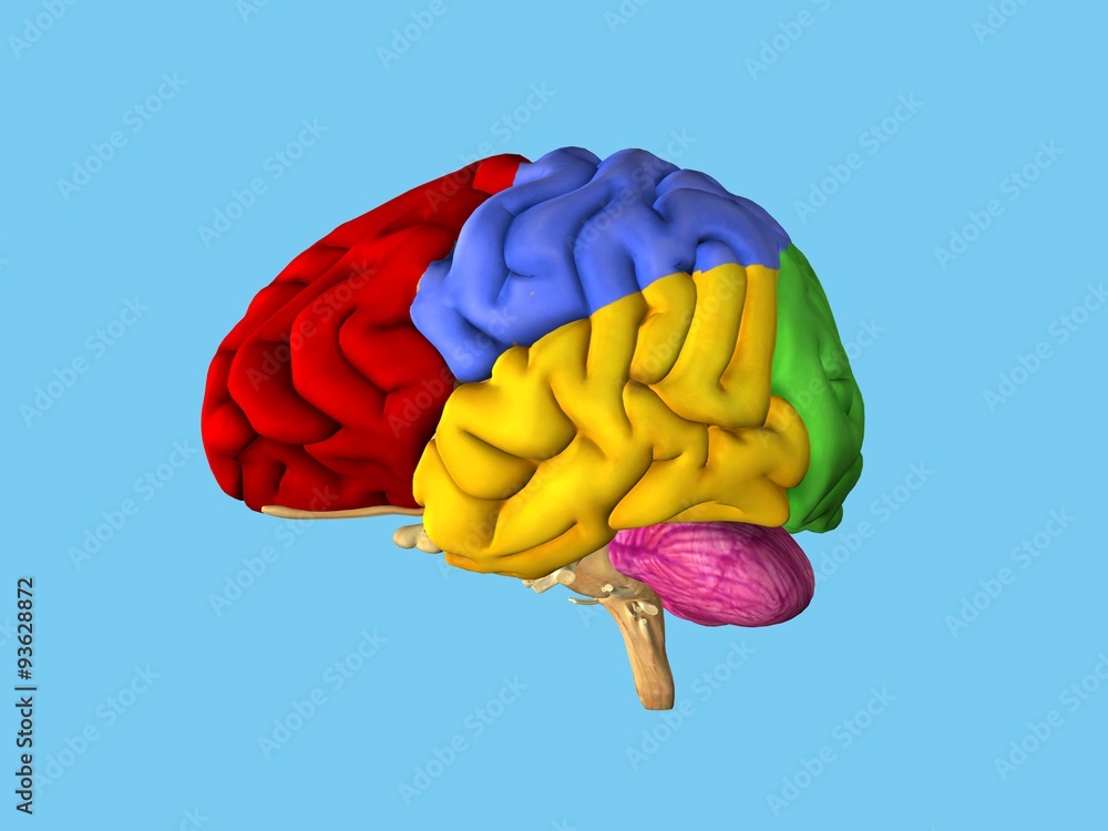 Regions of the brain: Side view featuring frontal lobe (red), parietal ...