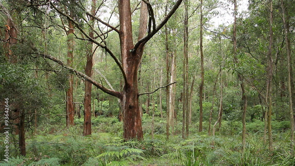 This rainforest landscape is of the temperate rainforest of NSW ...