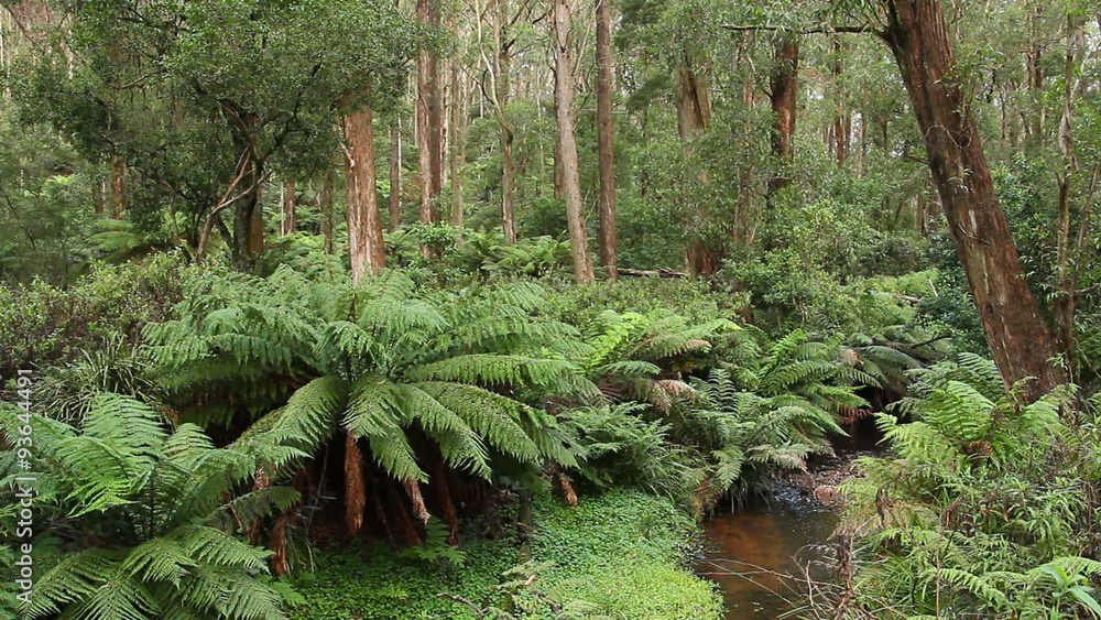 This rainforest landscape is of the temperate rainforest of NSW ...