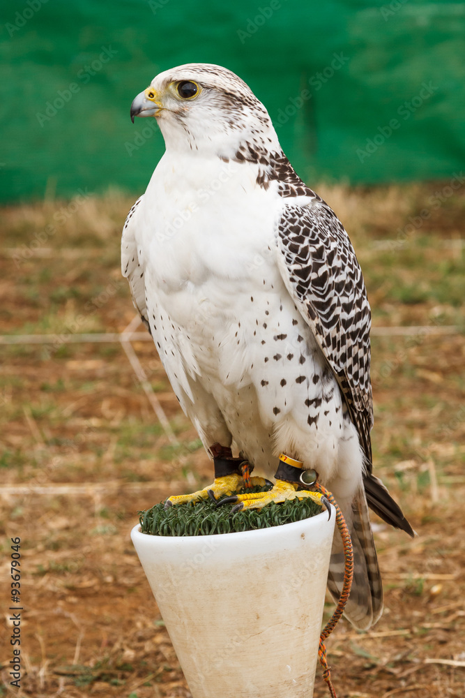 Halcón Gerifalte Blanco. Falco rusticulus. Cetrería. foto de Stock ...