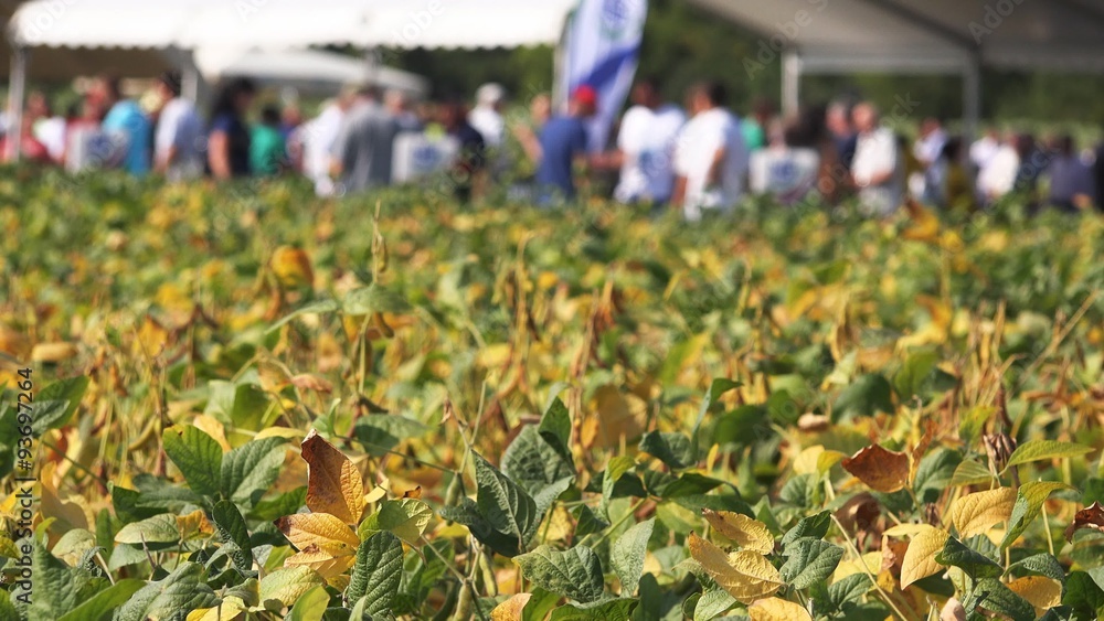 Farmers examining soybean field on agricultural fair or open field days ...