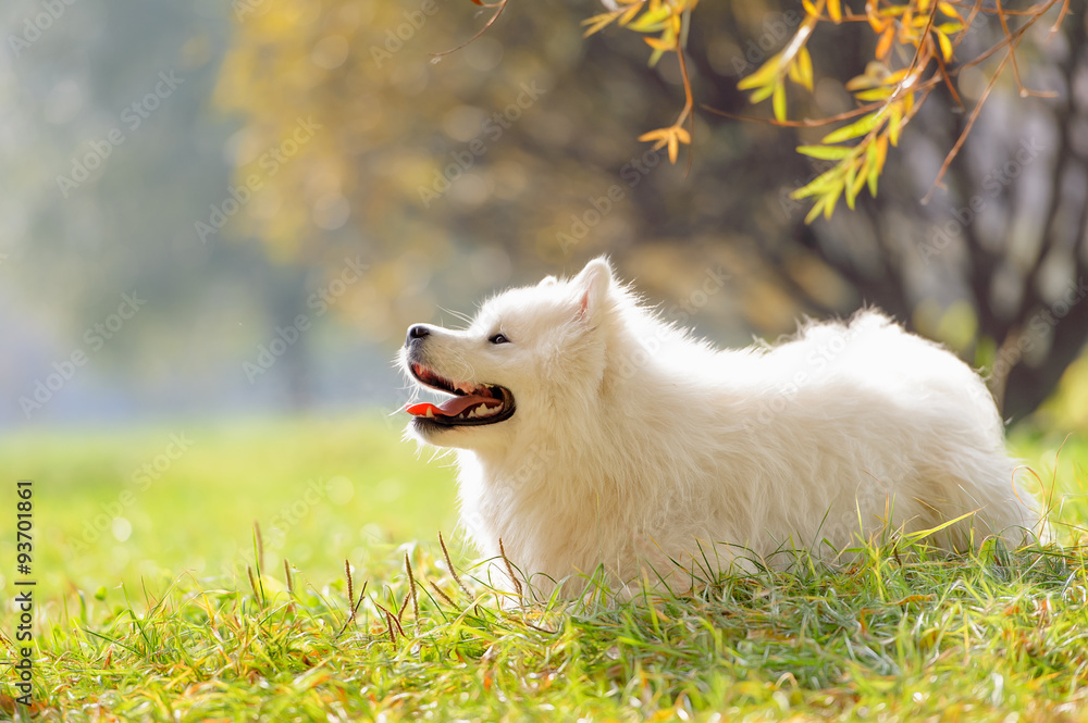 Samoyed Smile