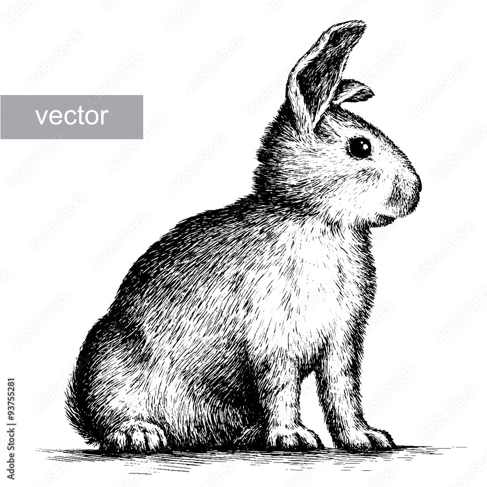 engrave rabbit illustration Stock Vector | Adobe Stock
