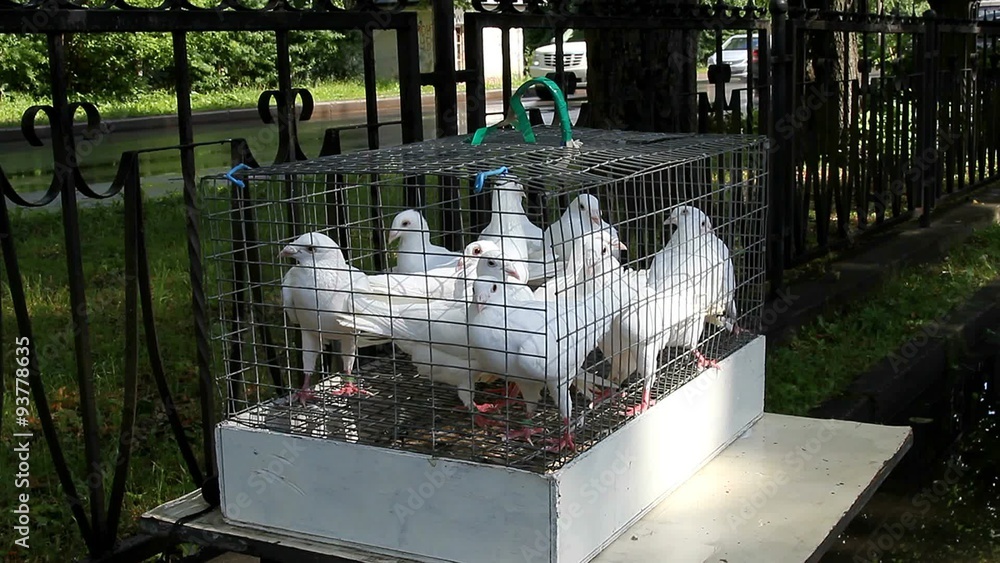 Vidéo Stock White pigeons are in a cage, birds in captivity, birds ...