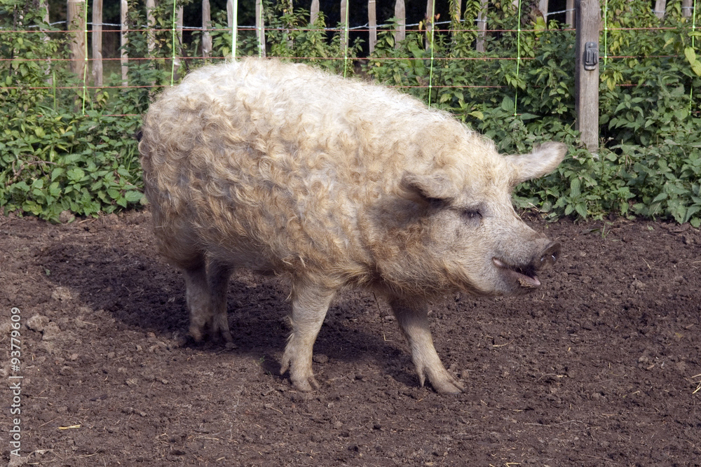Wollschwein, Mangalica, Stock-Foto | Adobe Stock