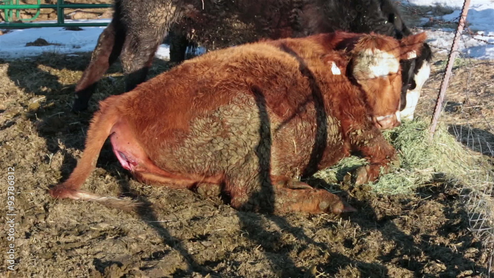 Female cow in labor giving birth to calf on farm ranch HD 5080 vídeo do ...
