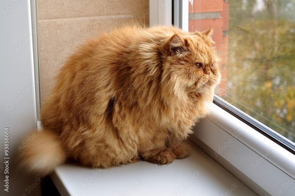 round cat Stock Photo | Adobe Stock