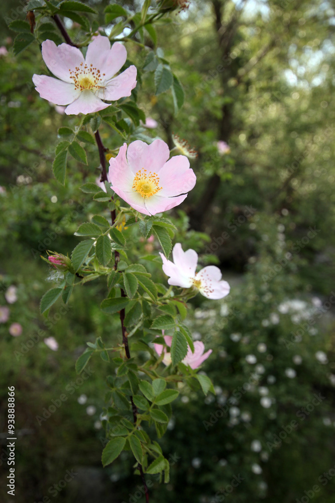 Wild Rose Stock Photo | Adobe Stock