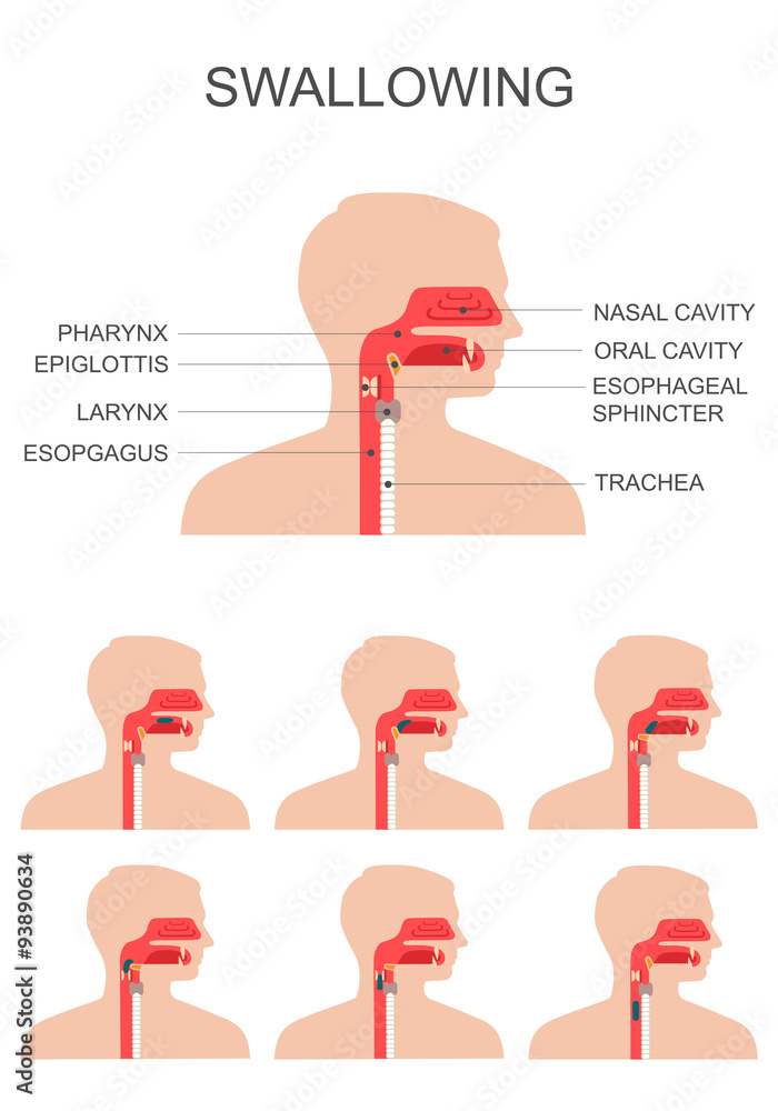 swallowing process, nose throat anatomy, medical illustration Stock ...