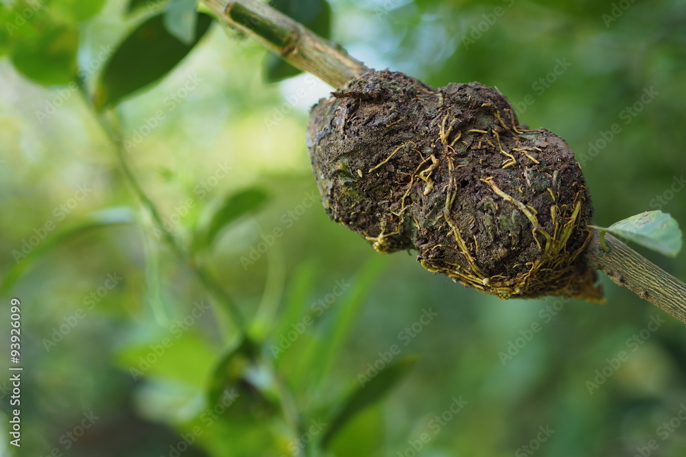 Foto Stock Roots of graft of lemon tree grow in a soil bundle | Adobe Stock