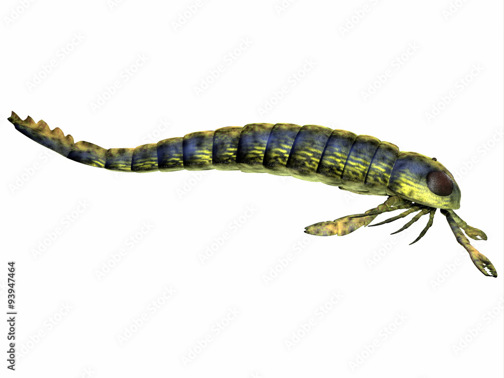 Pterygotus Side Profile - Pterygotus was a predatory sea scorpion that ...