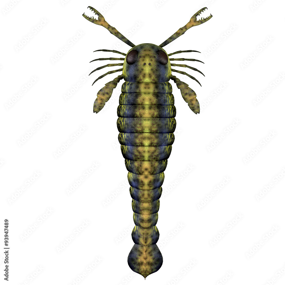 Pterygotus Silurian Scorpion - Pterygotus was a predatory sea scorpion ...