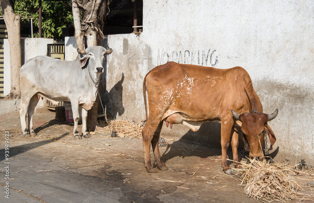 Gyr Cattle