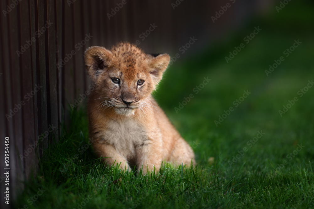 Young lion cub in the wild Stock Photo | Adobe Stock