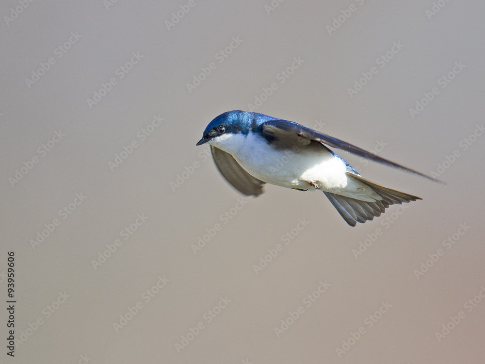 Foto Stock Tree Swallow in Flight | Adobe Stock