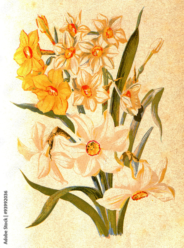 Narcissus, vintage engraving. Stock Illustration | Adobe Stock