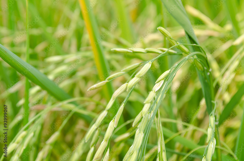 Asian rice grow Paddy fields in thailand and blue sky is backgro Stock ...