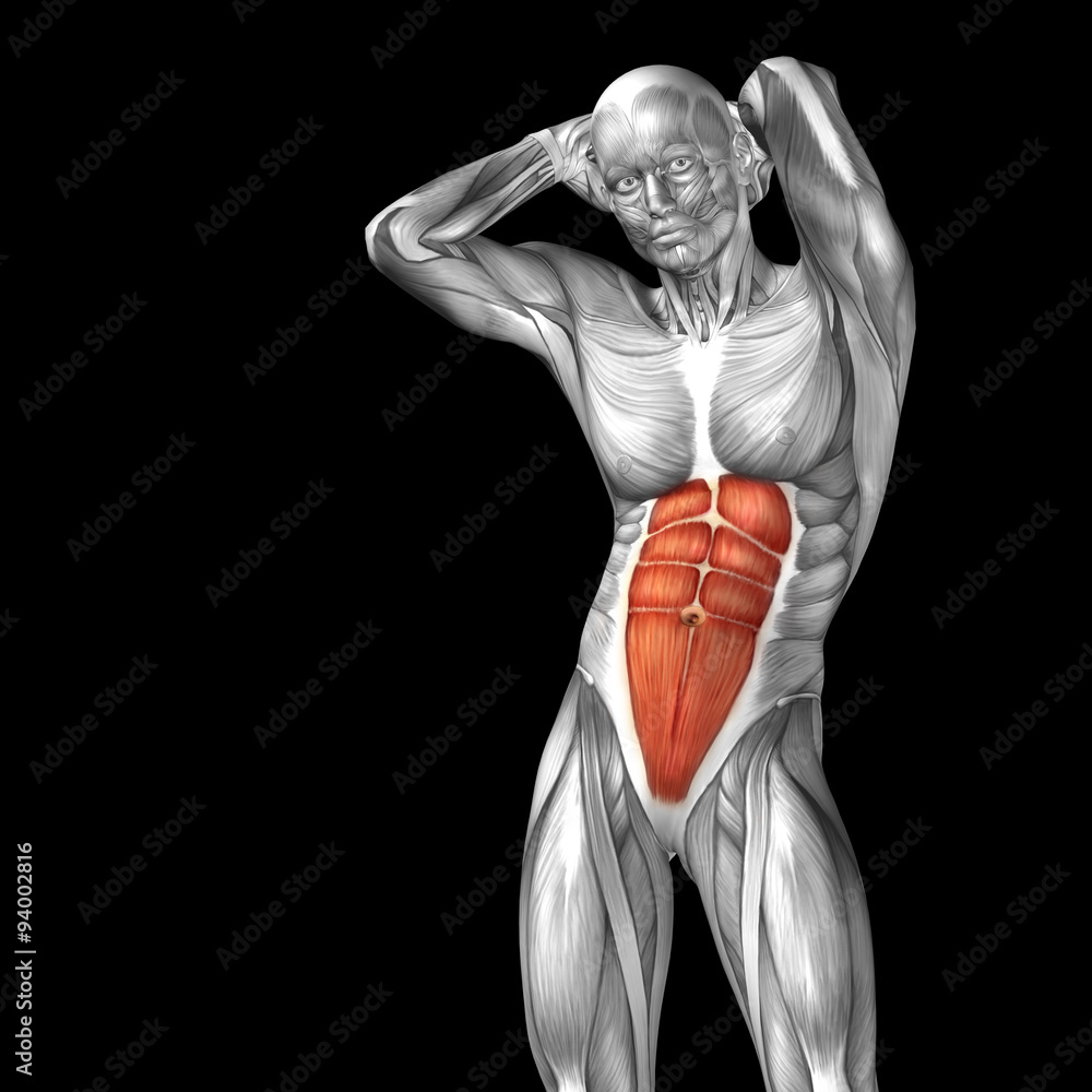 Conceptual 3D anatomy muscle isolated Stock Illustration | Adobe Stock