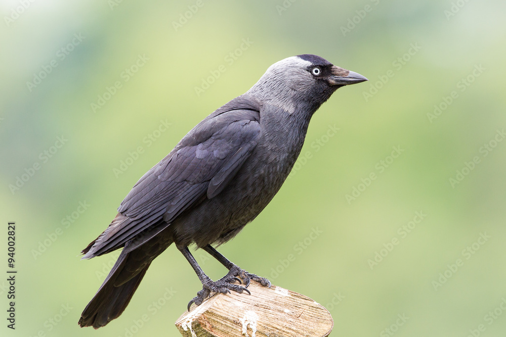 Jackdaw flying Stock Photo | Adobe Stock