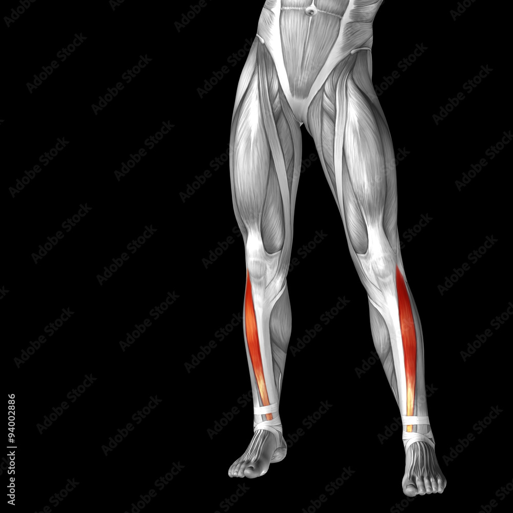 Conceptual 3D human front lower leg muscle anatomy Stock Illustration ...