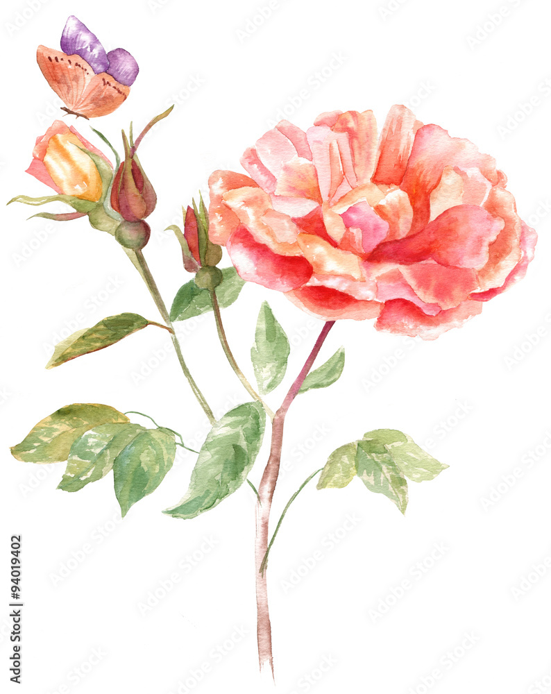 A vintage style watercolour drawing of a tender peach rose brunch Stock ...