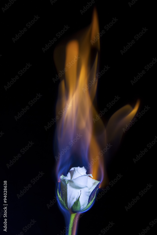 White rose on fire but not burning out with black background Stock ...