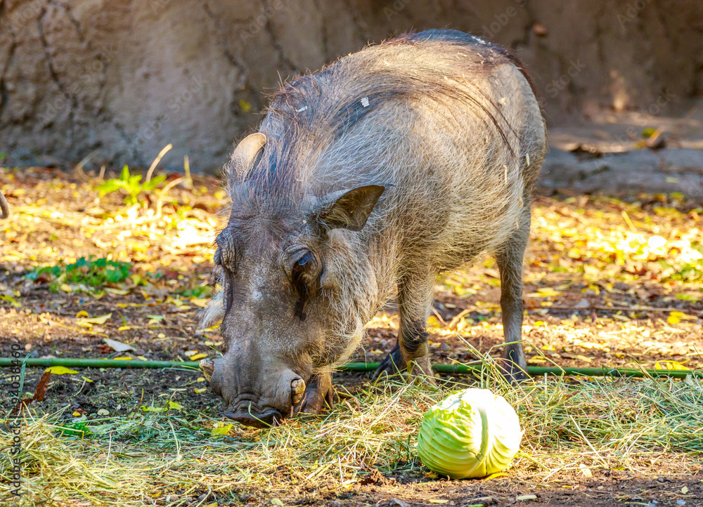 Visayan Warty Pig Stock Photo | Adobe Stock