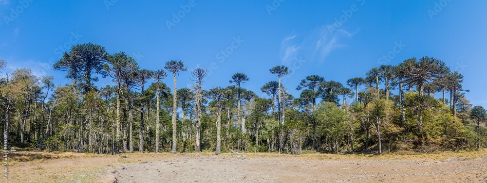 Araucaria forest in National Park Herquehue, Chile. The tree is called ...