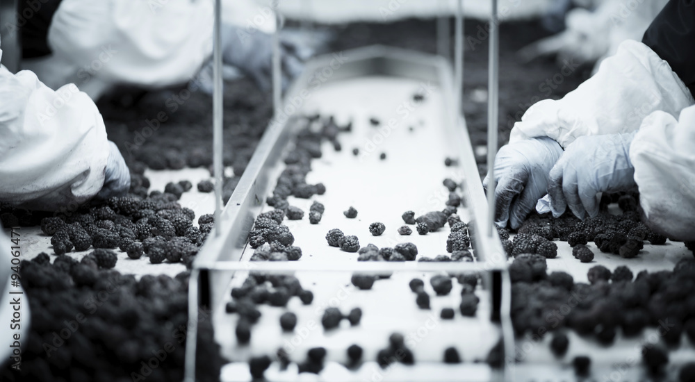 Food factory workers selecting frozen blackberries on inspection line ...