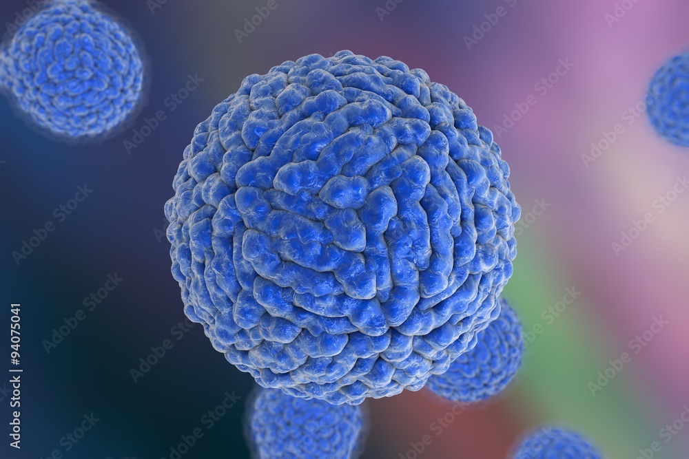 Yellow Fever Virus Structure
