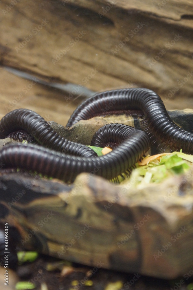 Giant African Millipede - Archispirostreptus gigas Stock Photo | Adobe ...
