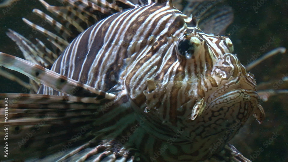 close up - fish samara Stock Video | Adobe Stock