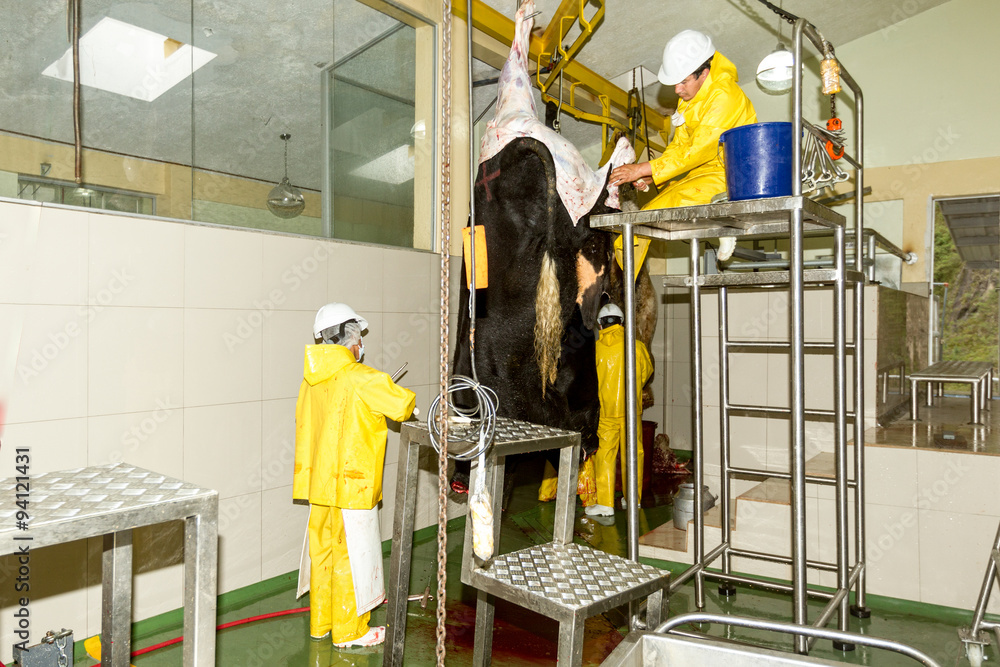 abattoir butchers action on cow skeleton in a abattoir calf building ...
