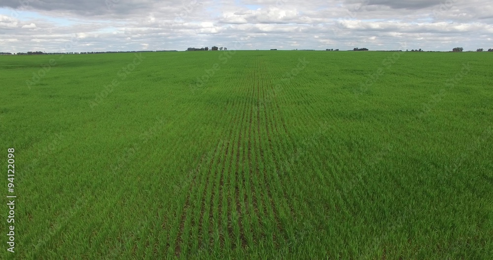 Aerial drone scene of monoculture crops in the countryside. Camera ...