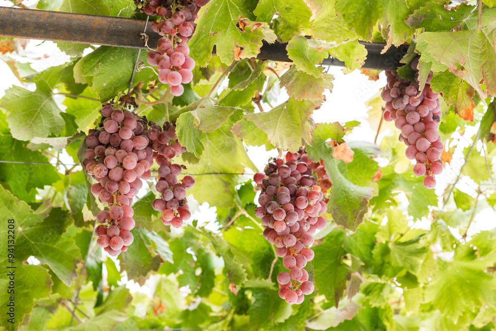 Rote Wein Trauben Herbst Früchte Stock-Foto | Adobe Stock
