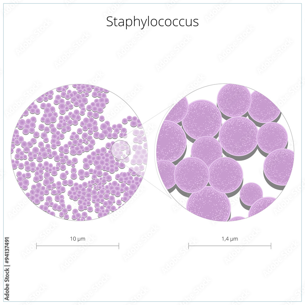 Staphylococcus bacterium vector illustration Stock Vector | Adobe Stock