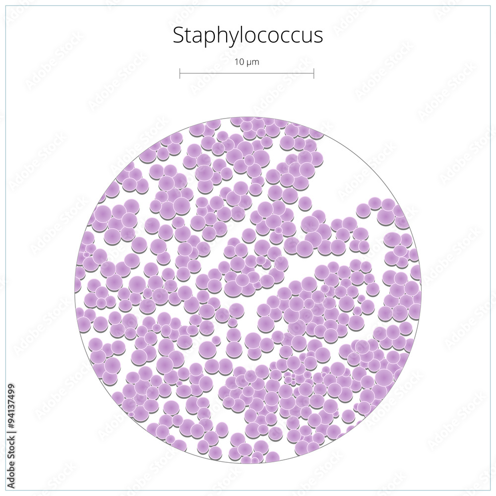 Staphylococcus bacterium vector illustration Stock Vector | Adobe Stock