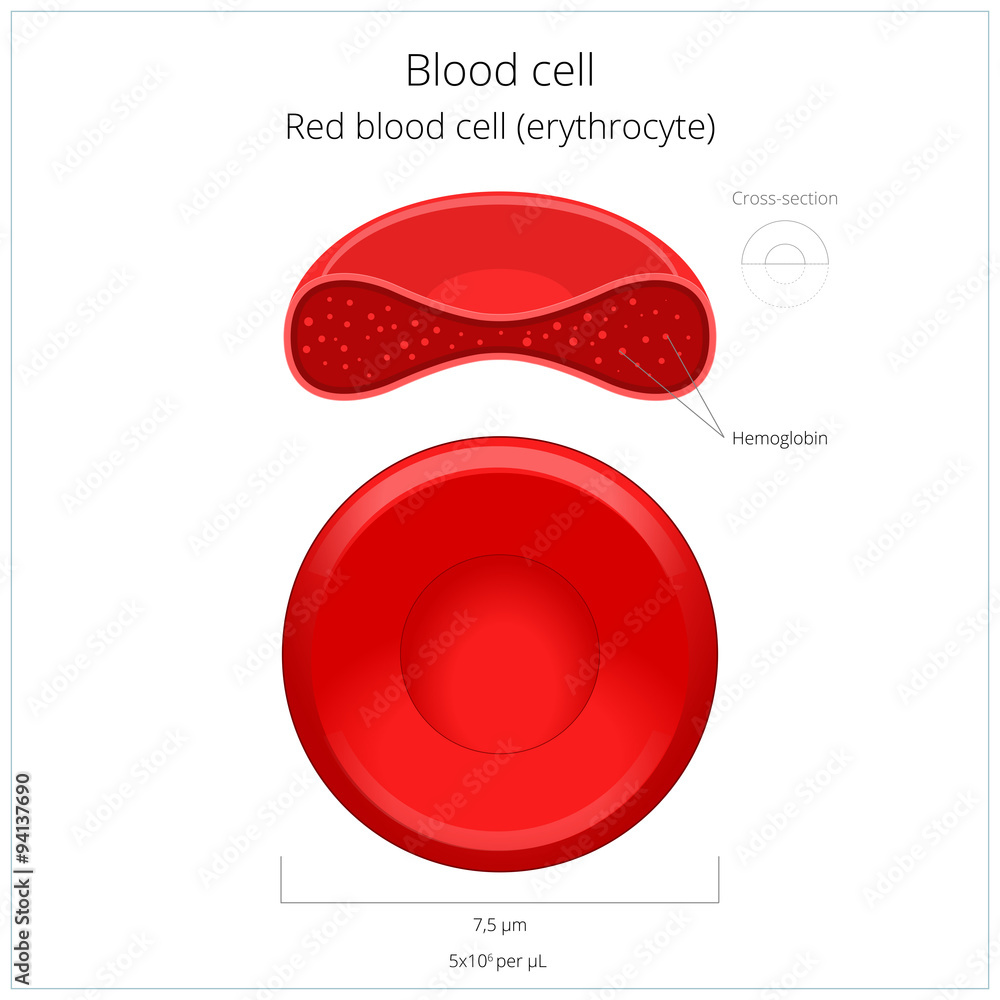 Red blood cell erythrocyte vector illustration Stock Vector | Adobe Stock