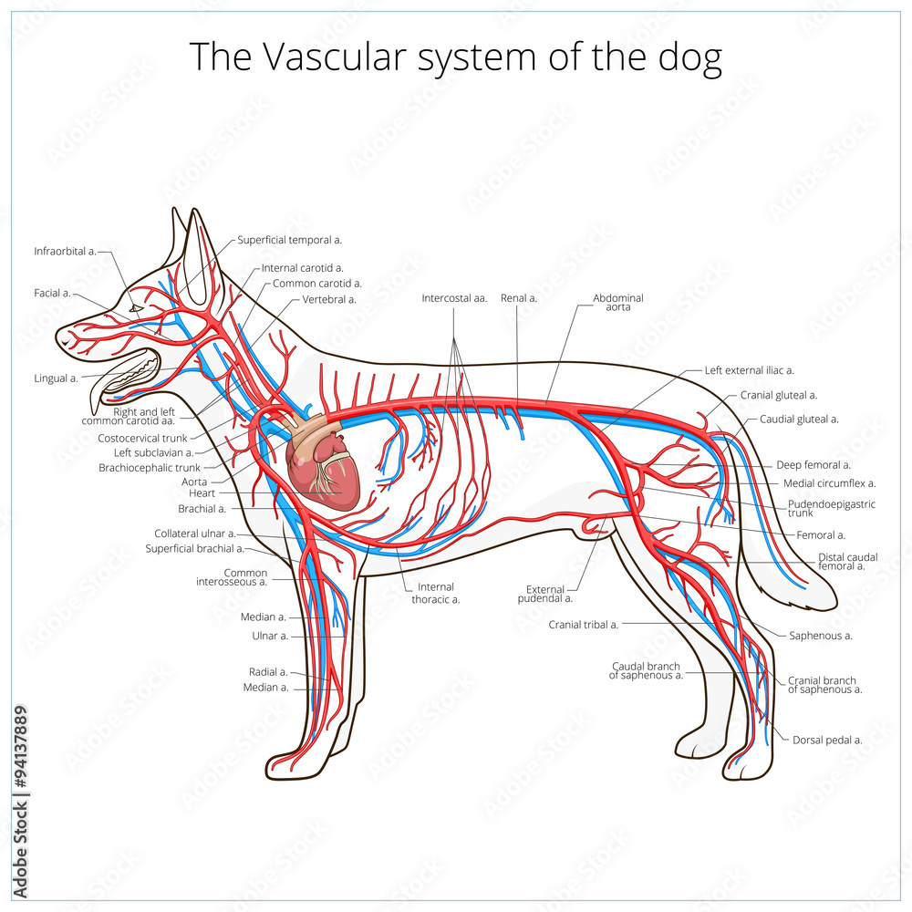 Vascular system of the dog vector illustration Stock Vector | Adobe Stock